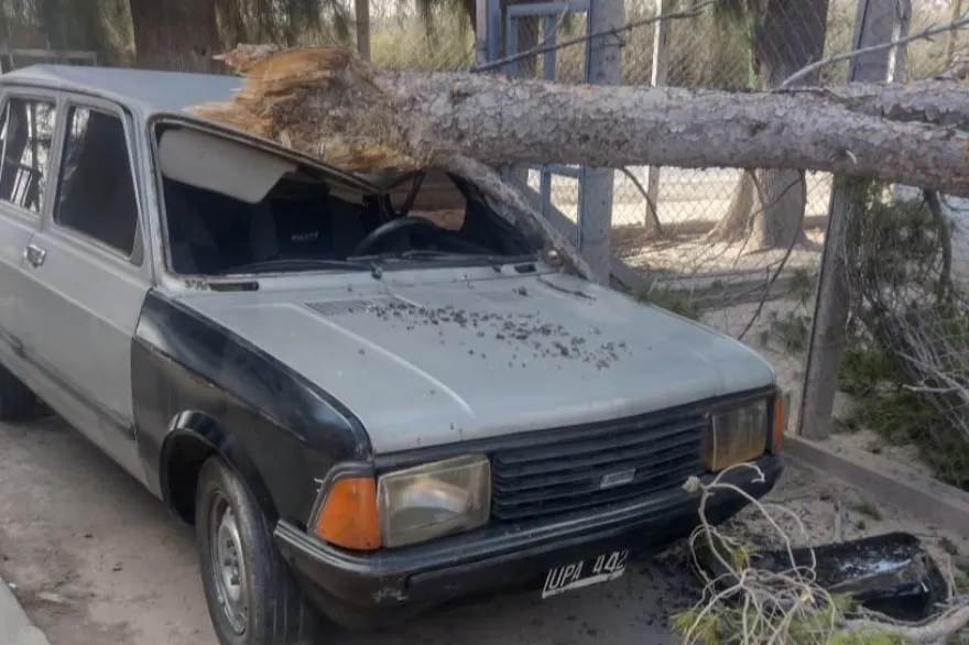 Incendios, caídas de postes y hasta un auto aplastado por un árbol: los ...