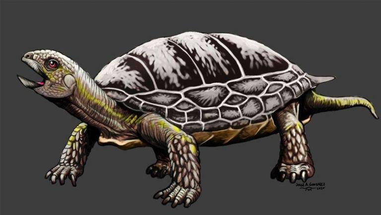En San Juan, científicos hallaron fósiles de una de las tortugas más ...